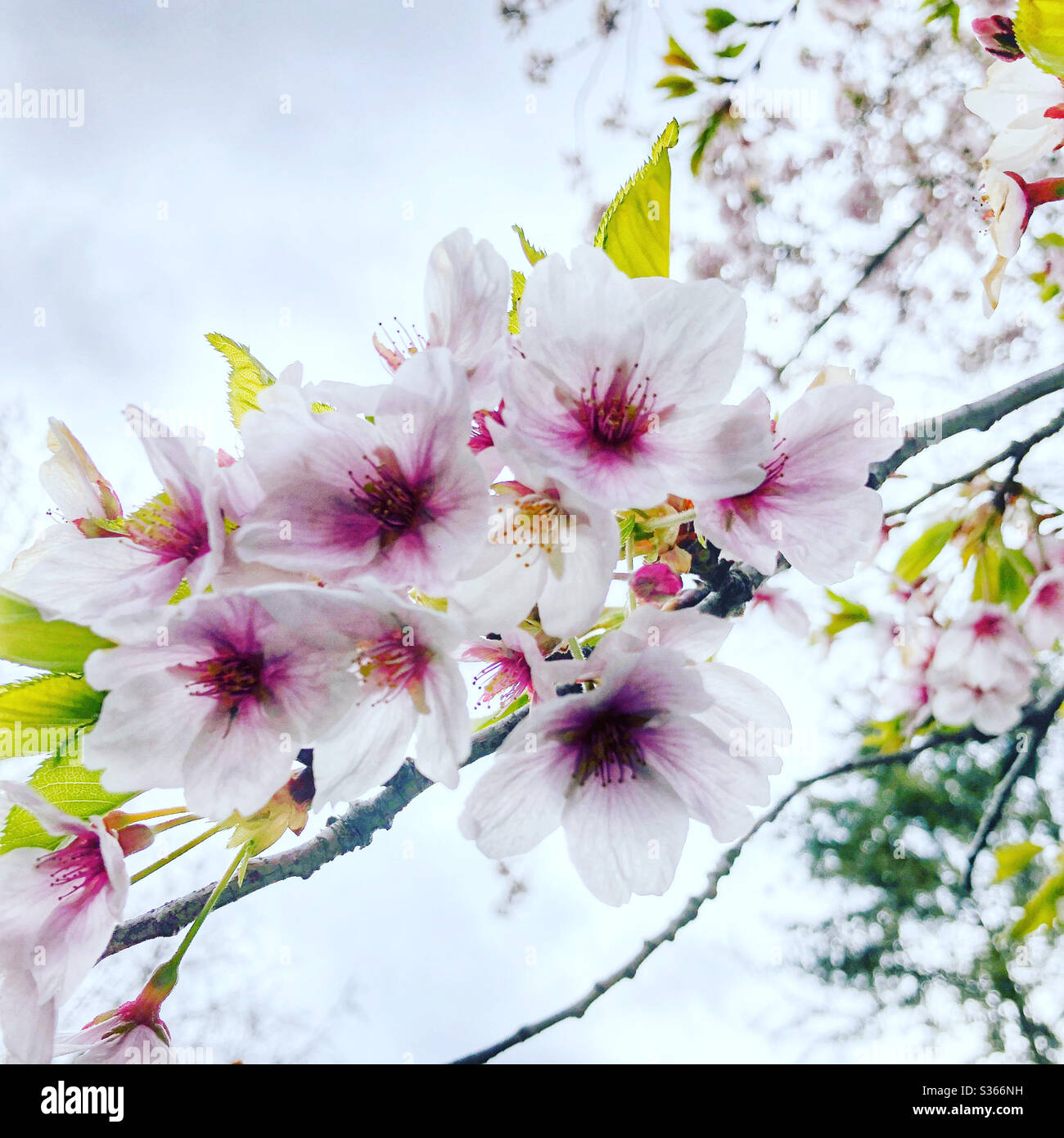 Cherry blossoms sunlight hi-res stock photography and images - Alamy