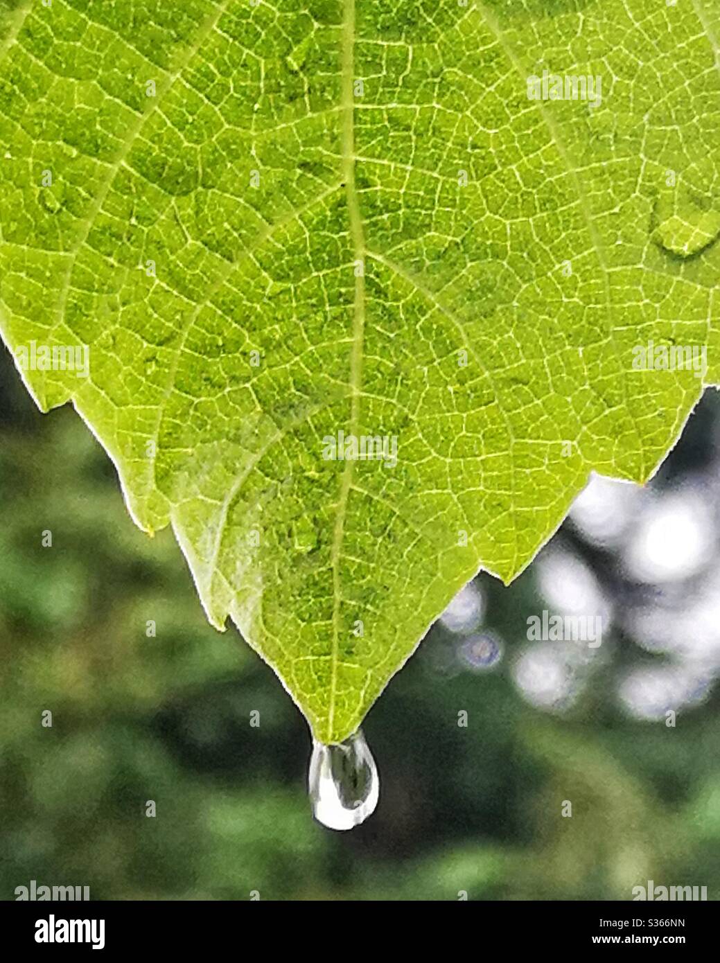 Rain Dripping From Leaves High Resolution Stock Photography and Images ...