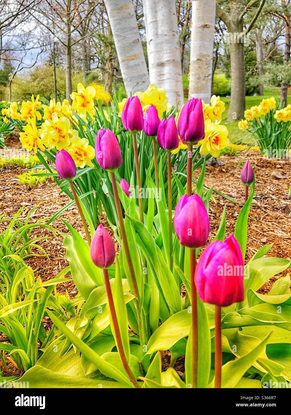 Spring flowers in bloom Stock Photo - Alamy