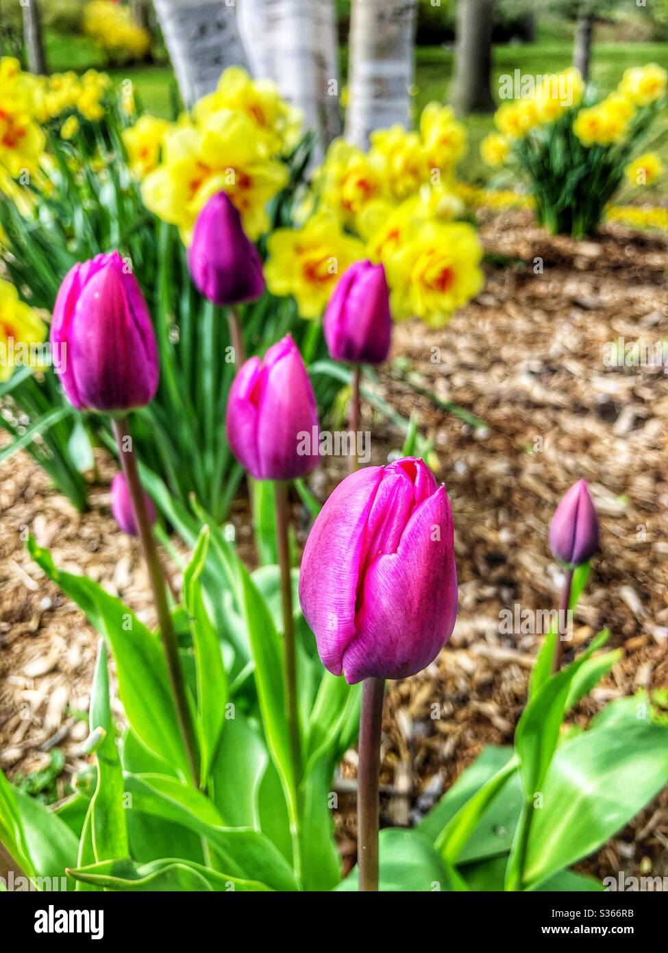 Spring flowers in bloom Stock Photo - Alamy
