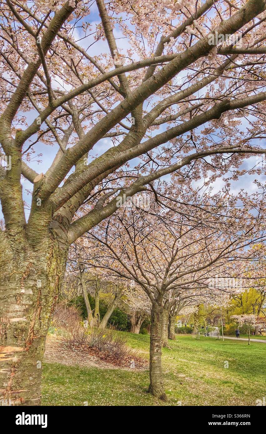 Cherry blossom trees shortly after peak bloom Stock Photo - Alamy