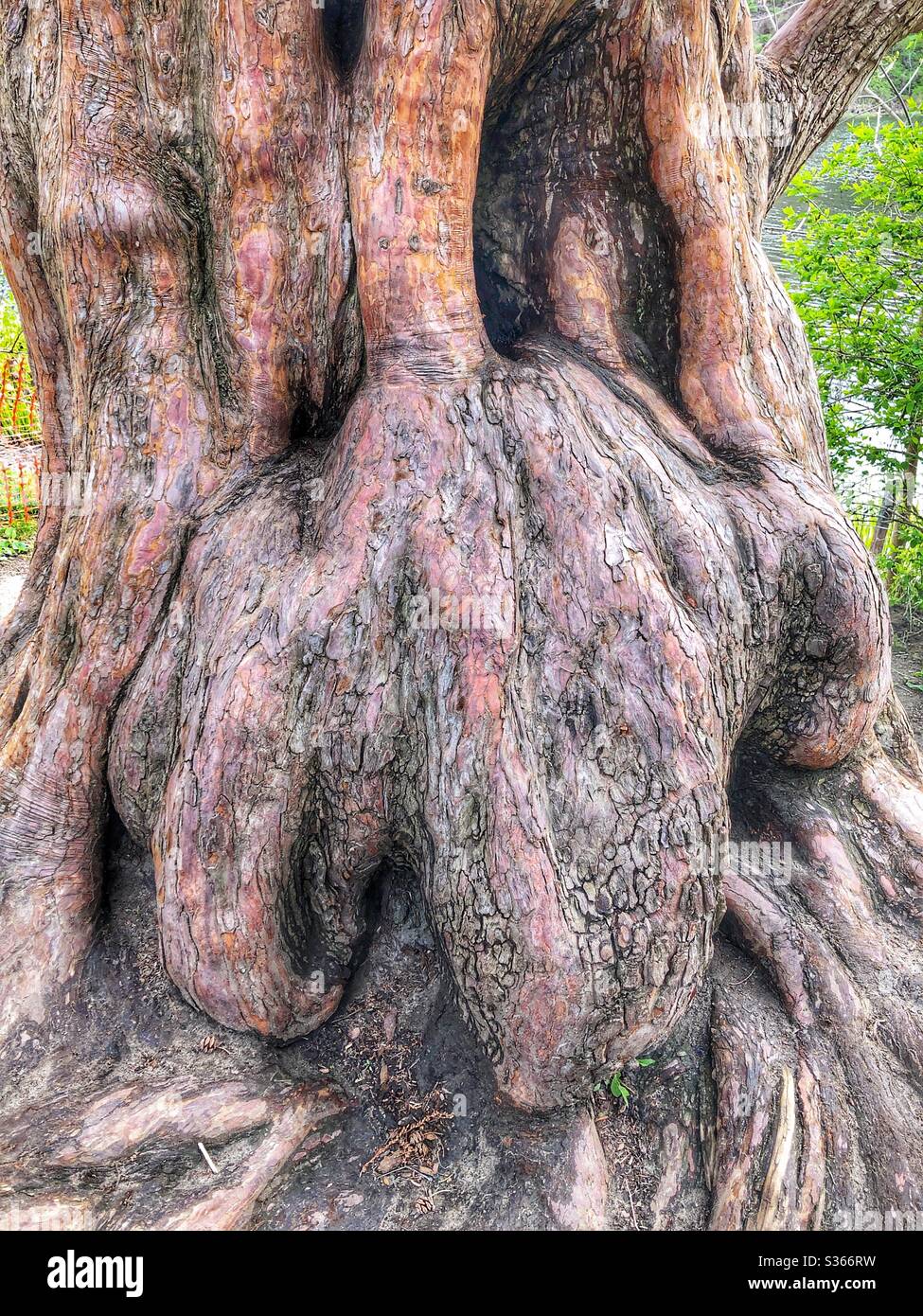 Ancient tree shapes hi-res stock photography and images - Alamy