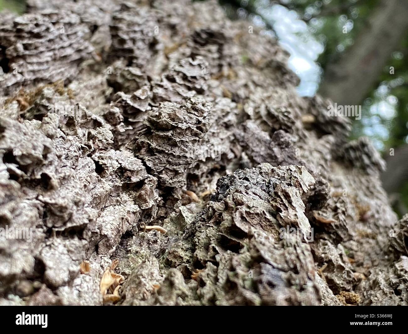 Surface of fallen tree hi-res stock photography and images - Alamy