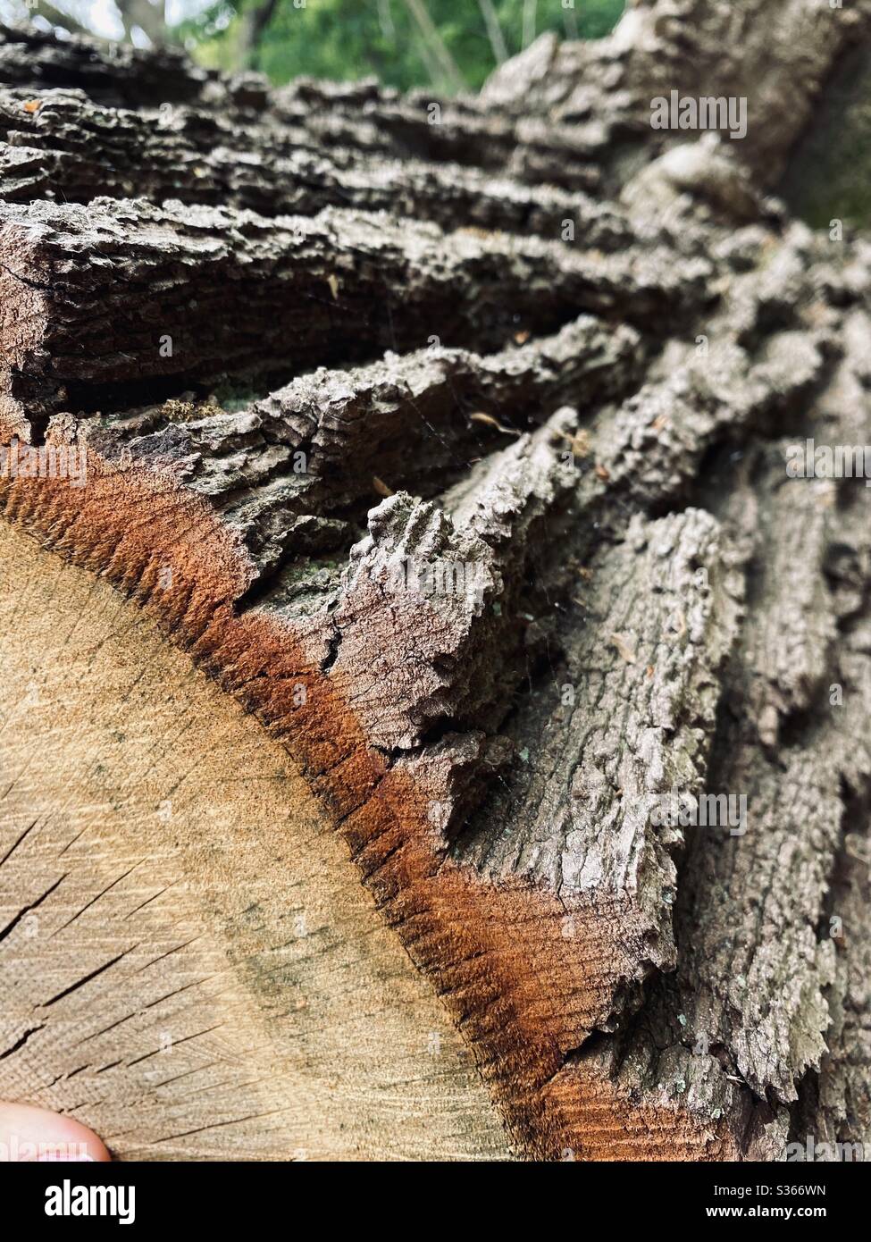 Fallen oak tree hi-res stock photography and images - Alamy