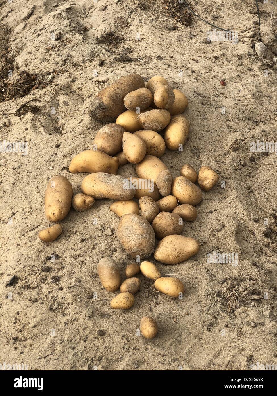Harvesting potato hi-res stock photography and images - Alamy