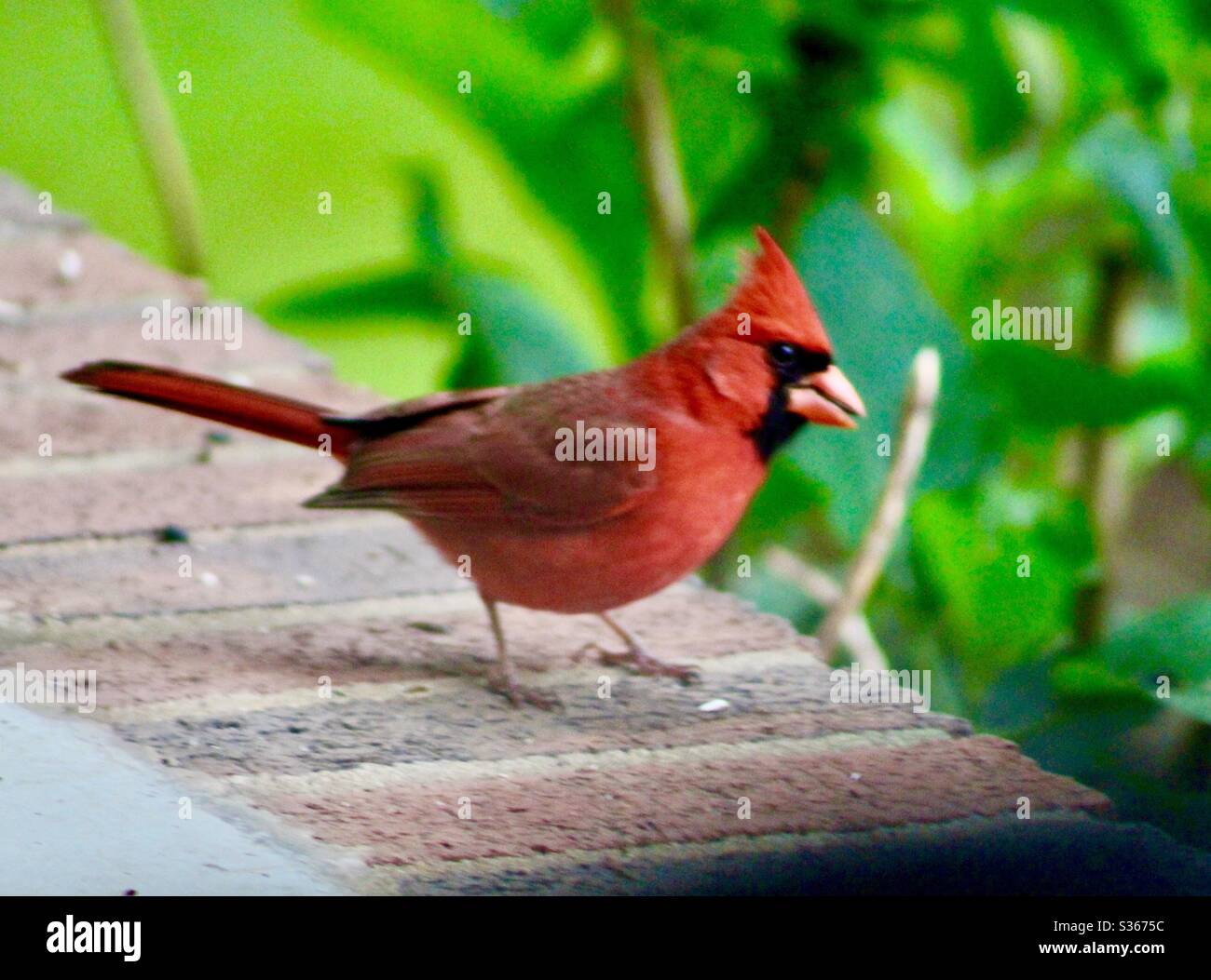 Bright Red Cardinal High Resolution Stock Photography and Images - Alamy