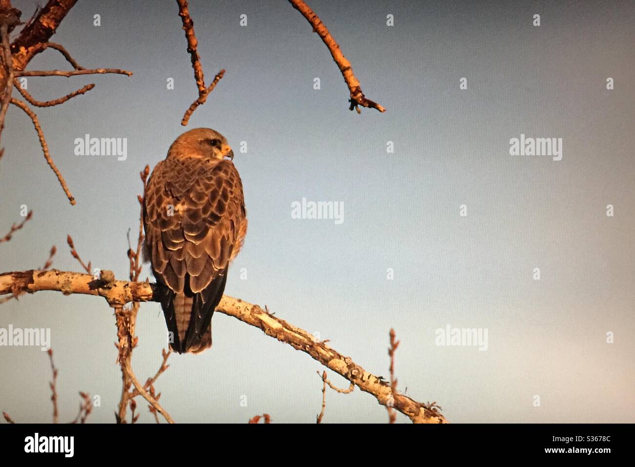 North america hawk hi-res stock photography and images - Alamy