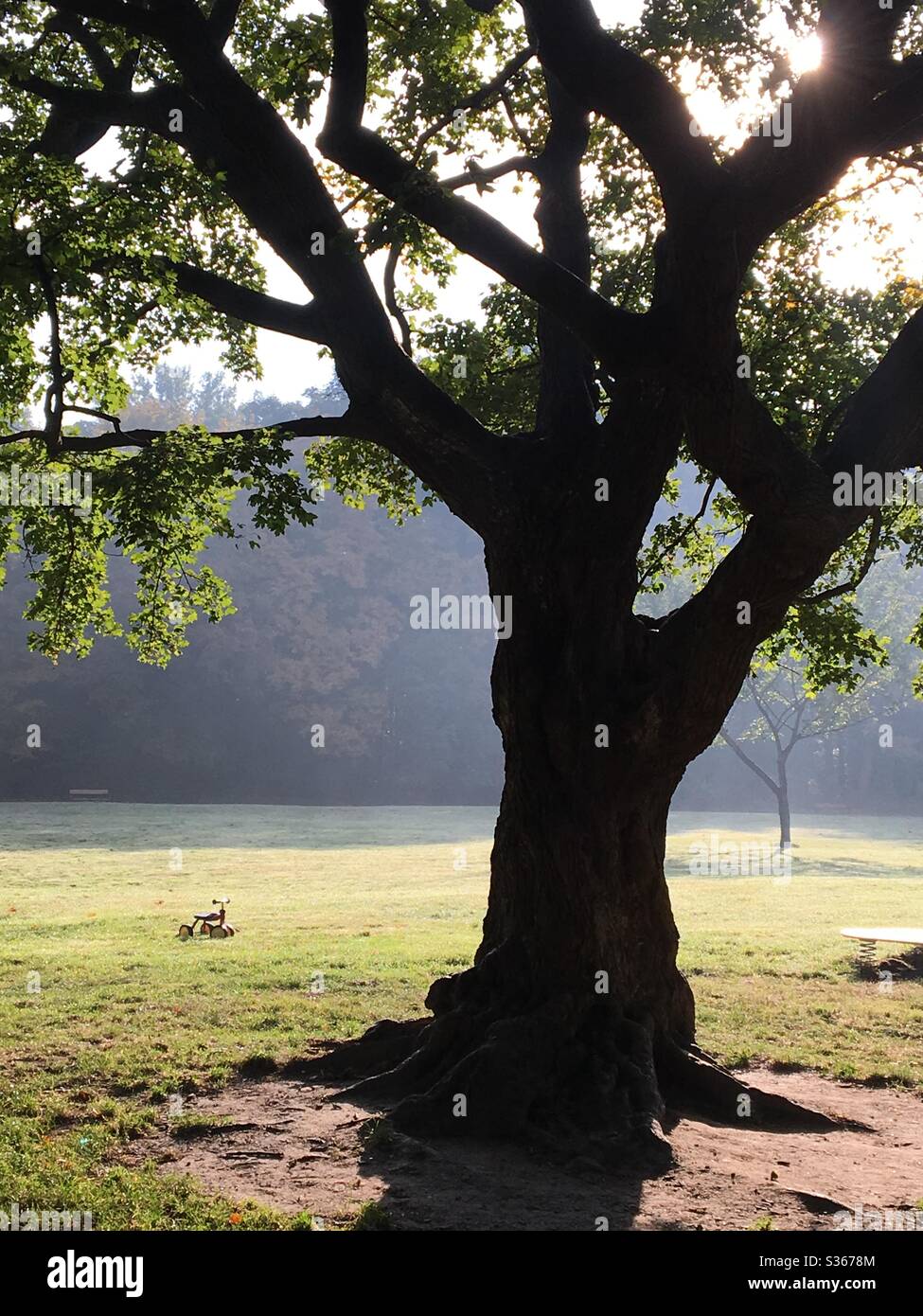 Tricycle below tree Stock Photo - Alamy