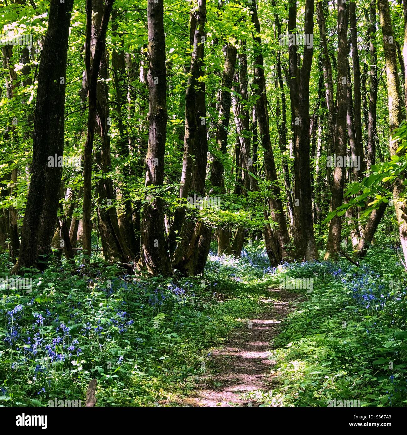 Path through the woods Stock Photo - Alamy