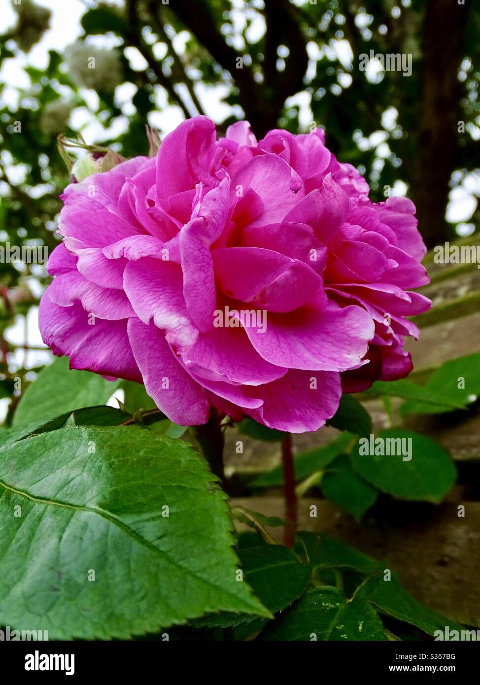 Pink climbing rose hi-res stock photography and images - Alamy