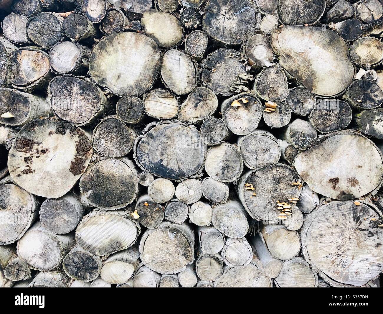 Winter tree cut hi-res stock photography and images - Alamy