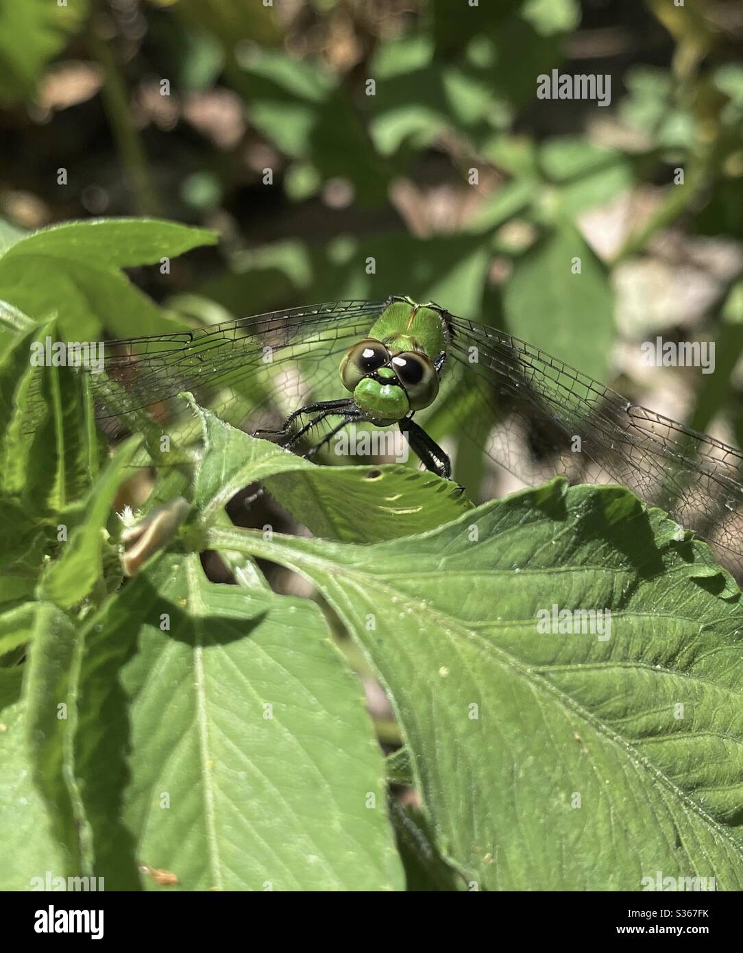 Closeup of the eyes and face of a green darter dragonfly Stock Photo ...