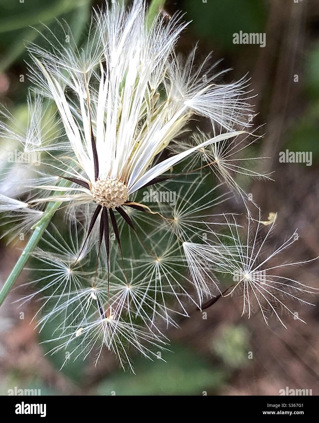 Dandelion fluffy seeds Stock Photo - Alamy
