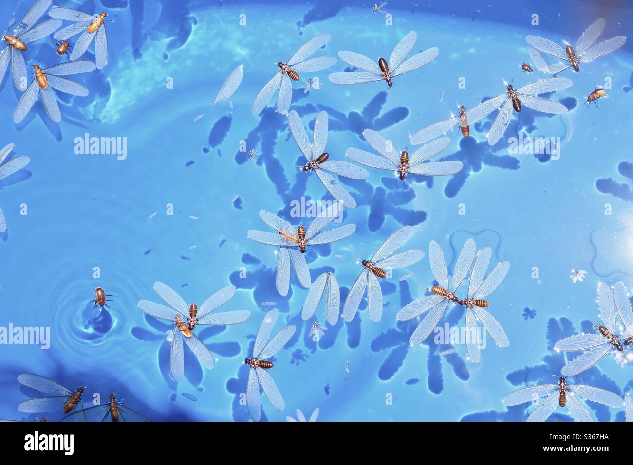 Edibleinsects hi-res stock photography and images - Alamy