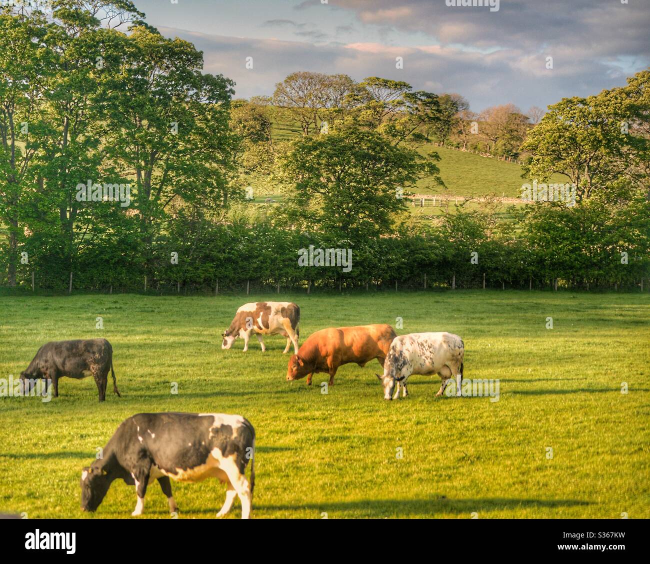 Bull and cows hi-res stock photography and images - Alamy