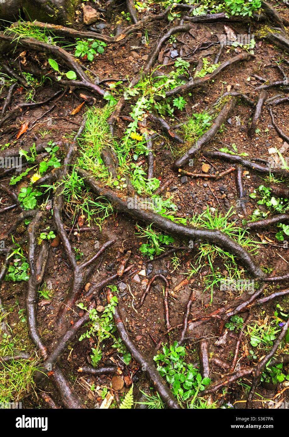 Sheffield woodland uk hi-res stock photography and images - Alamy