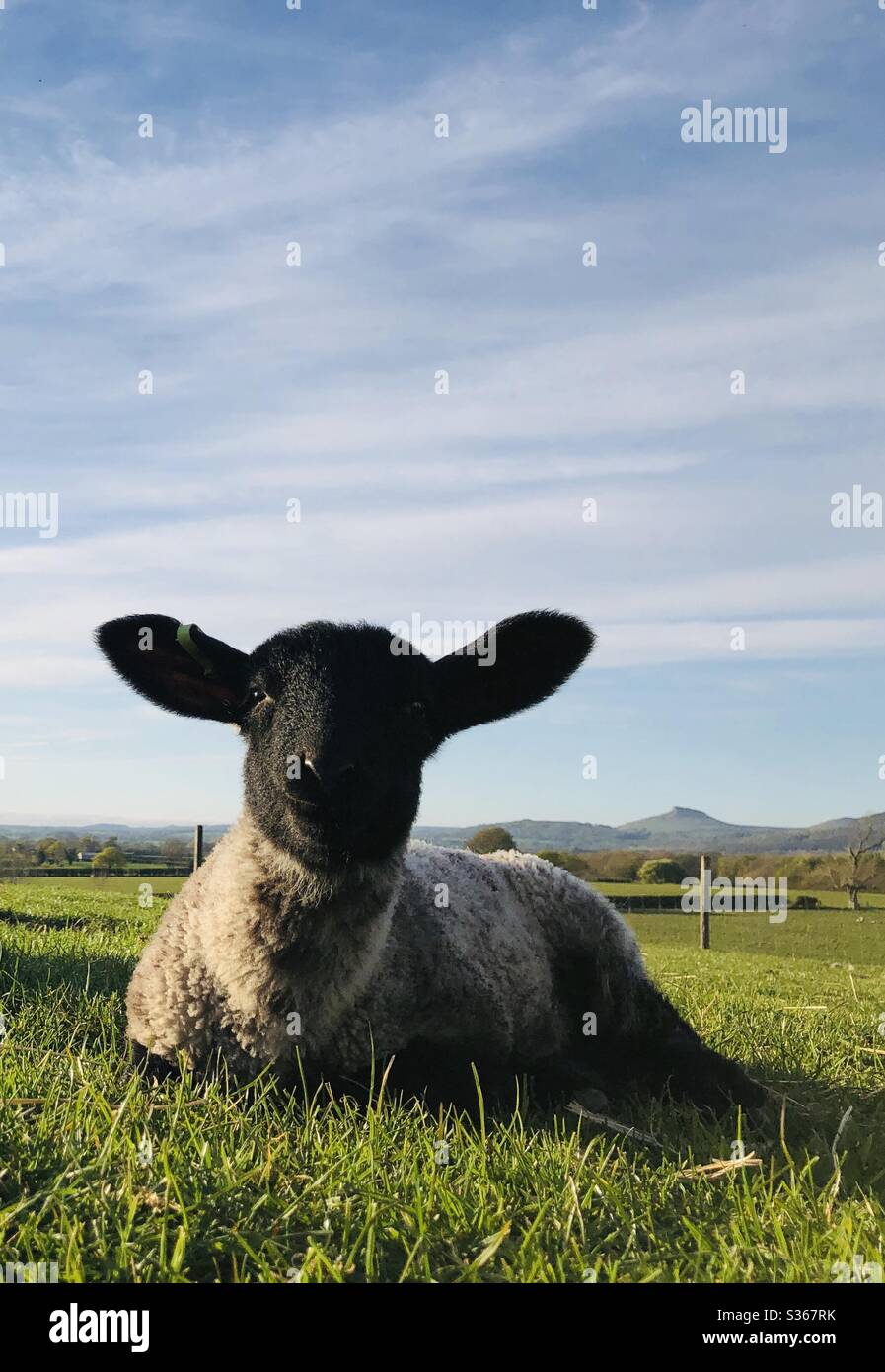 Black faced Suffolk cross lamb in a field with Roseberry Topping in the ...