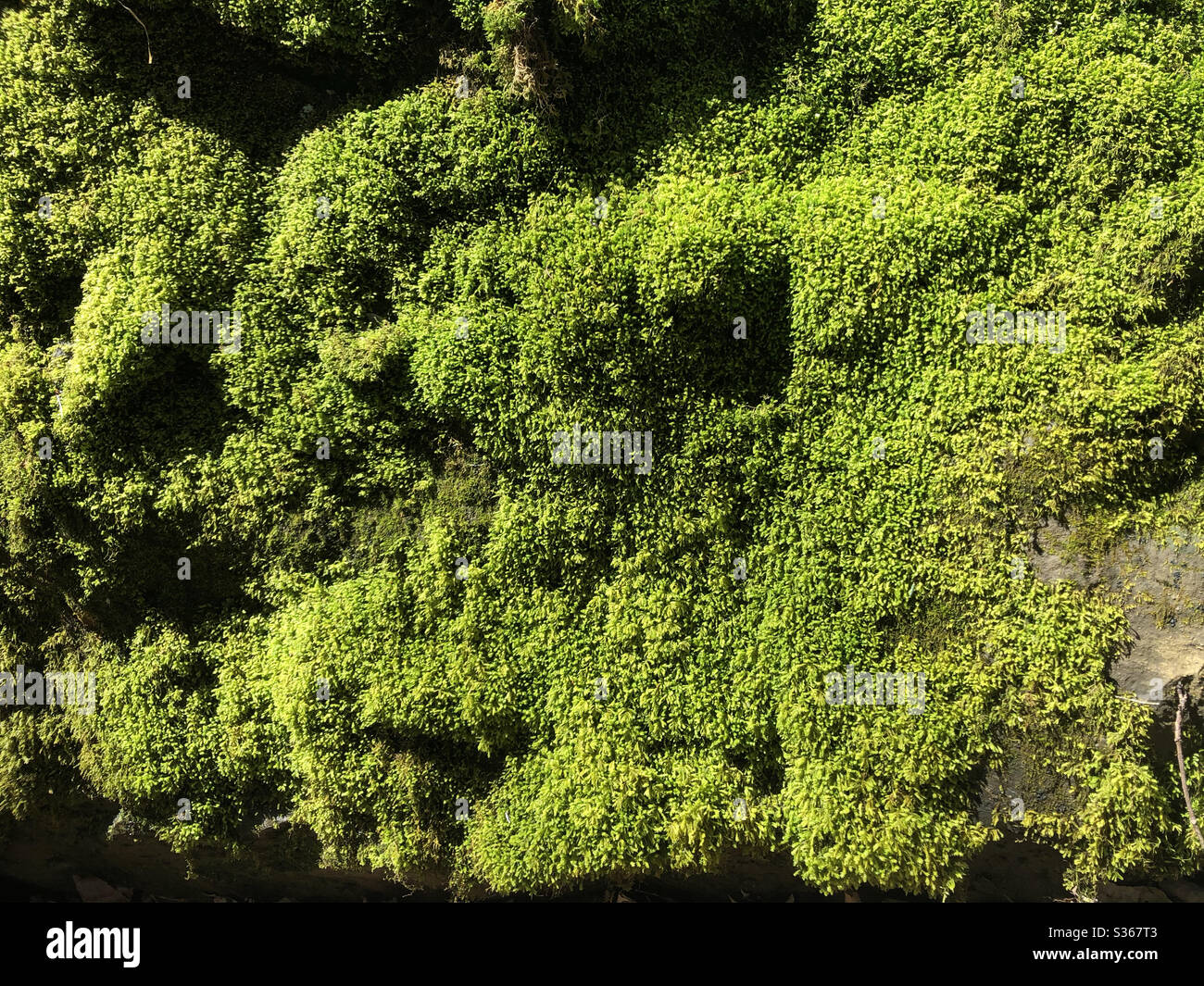 Moss side hi-res stock photography and images - Alamy