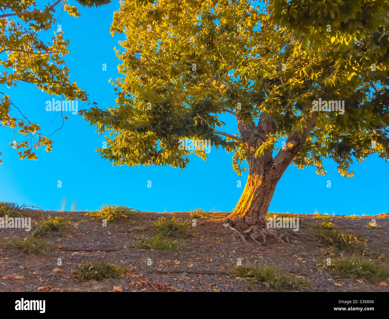 Isolated big tree with green leaves and blue sky background Stock Photo ...