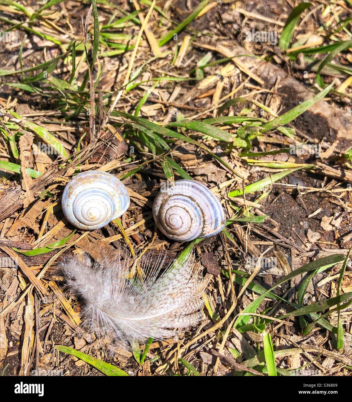 Snails and a white feather form a happy face Stock Photo - Alamy