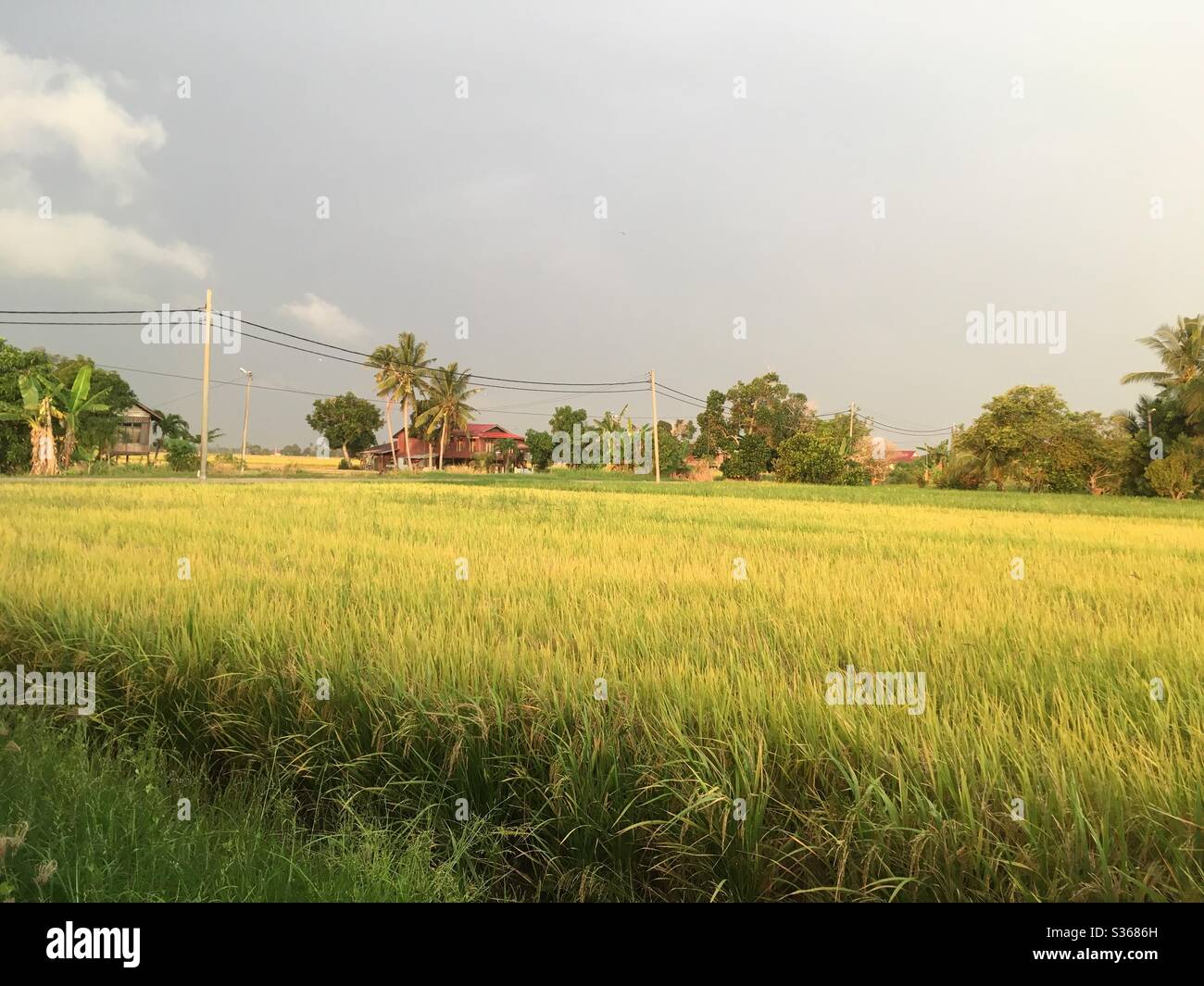 Village paddy field hi-res stock photography and images - Alamy