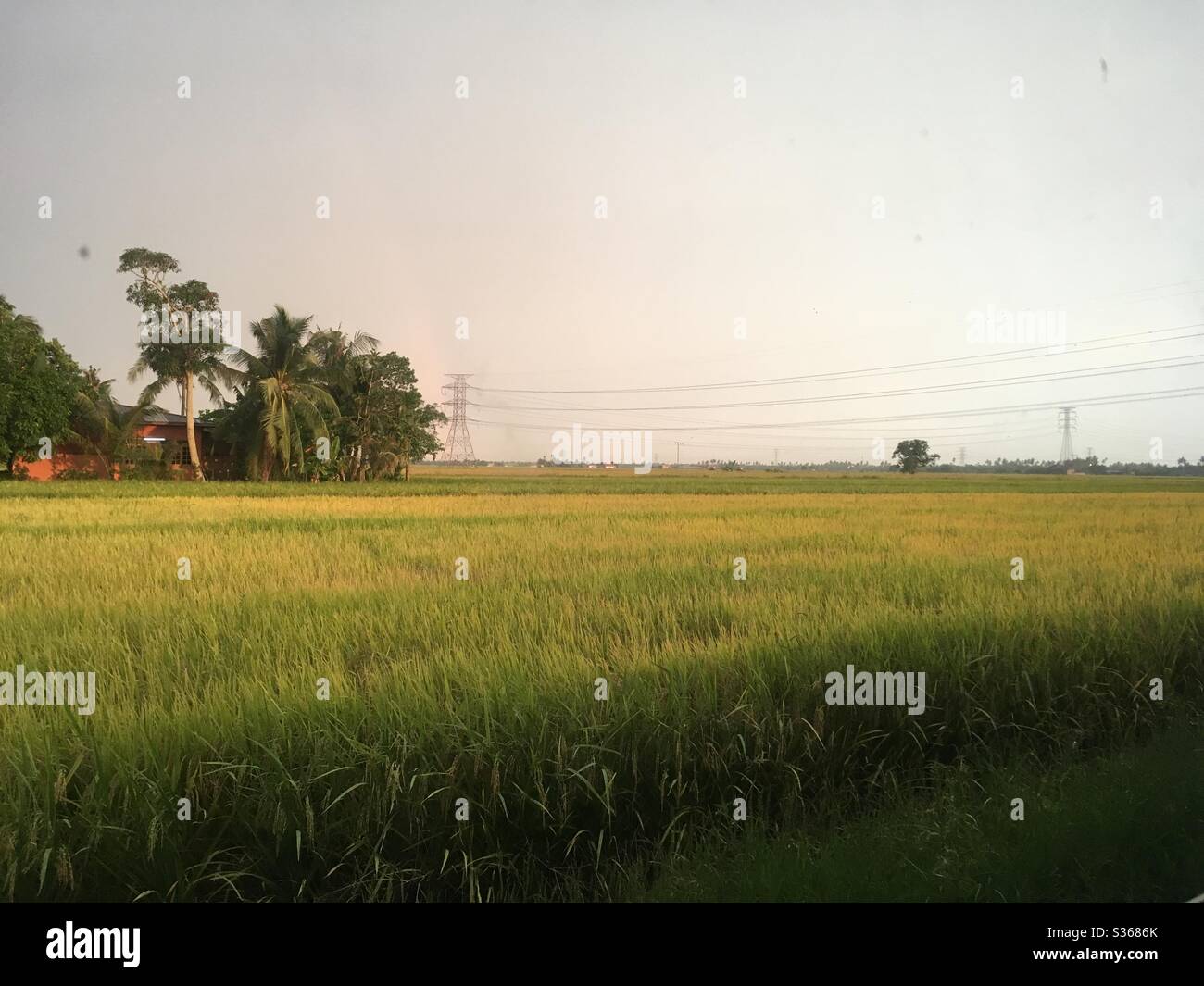 Village paddy field hi-res stock photography and images - Alamy