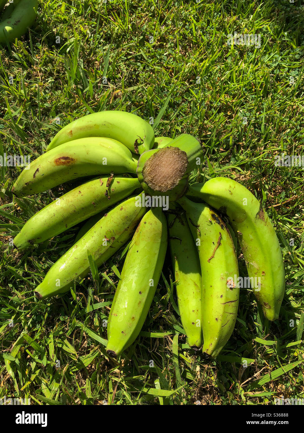 Green cavendish bananas on the lawn Stock Photo - Alamy