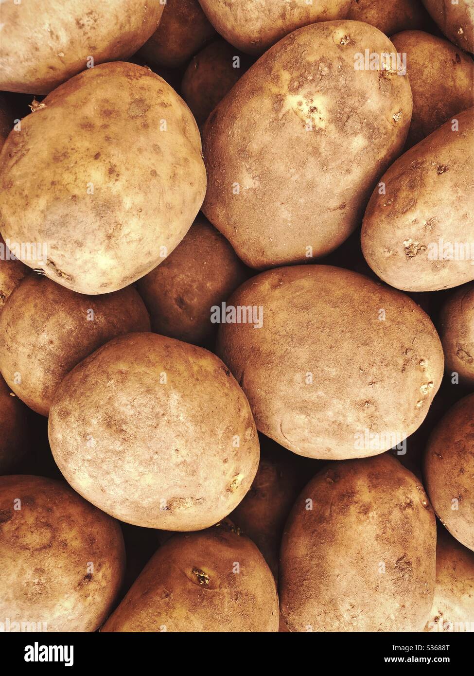 Close up view of rustic earthy potatoes, dirty from the soil. Filling ...