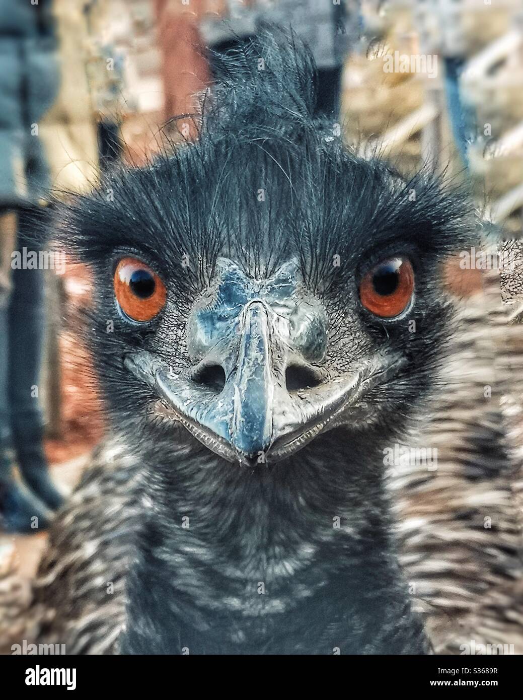Bird beak closeup smartphone stock photos and images - Alamy