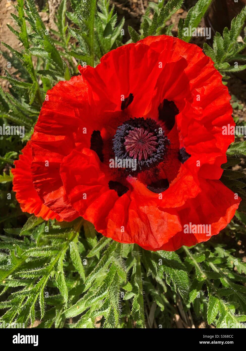 Beauty of Livermere Oriental Poppy (Papaver orientale Stock Photo - Alamy