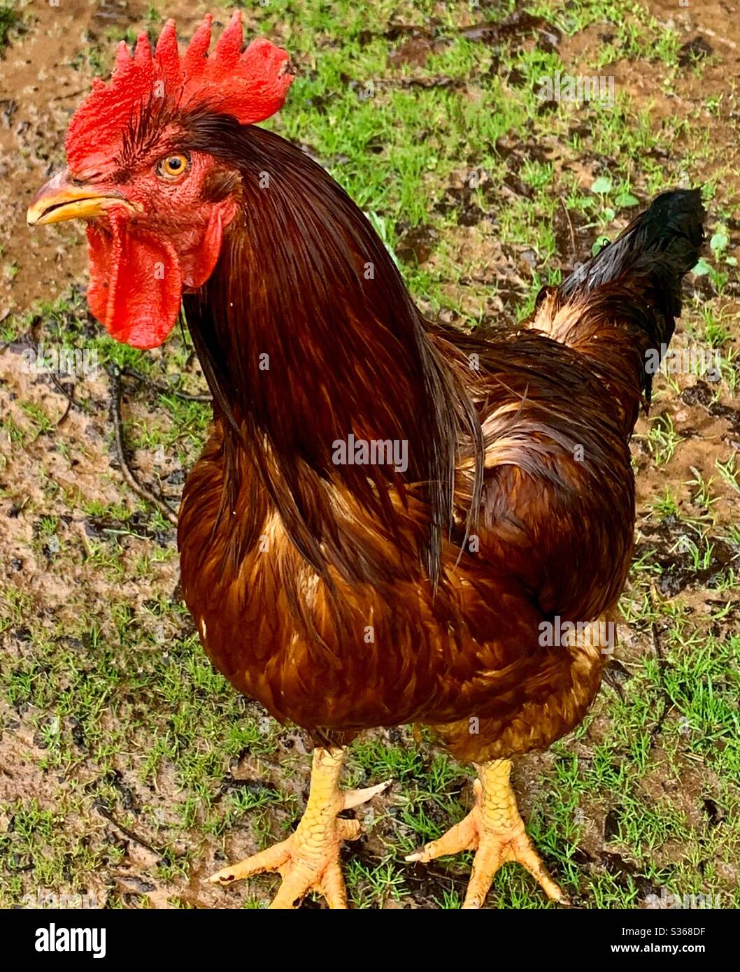 Roost chickens hi-res stock photography and images - Alamy