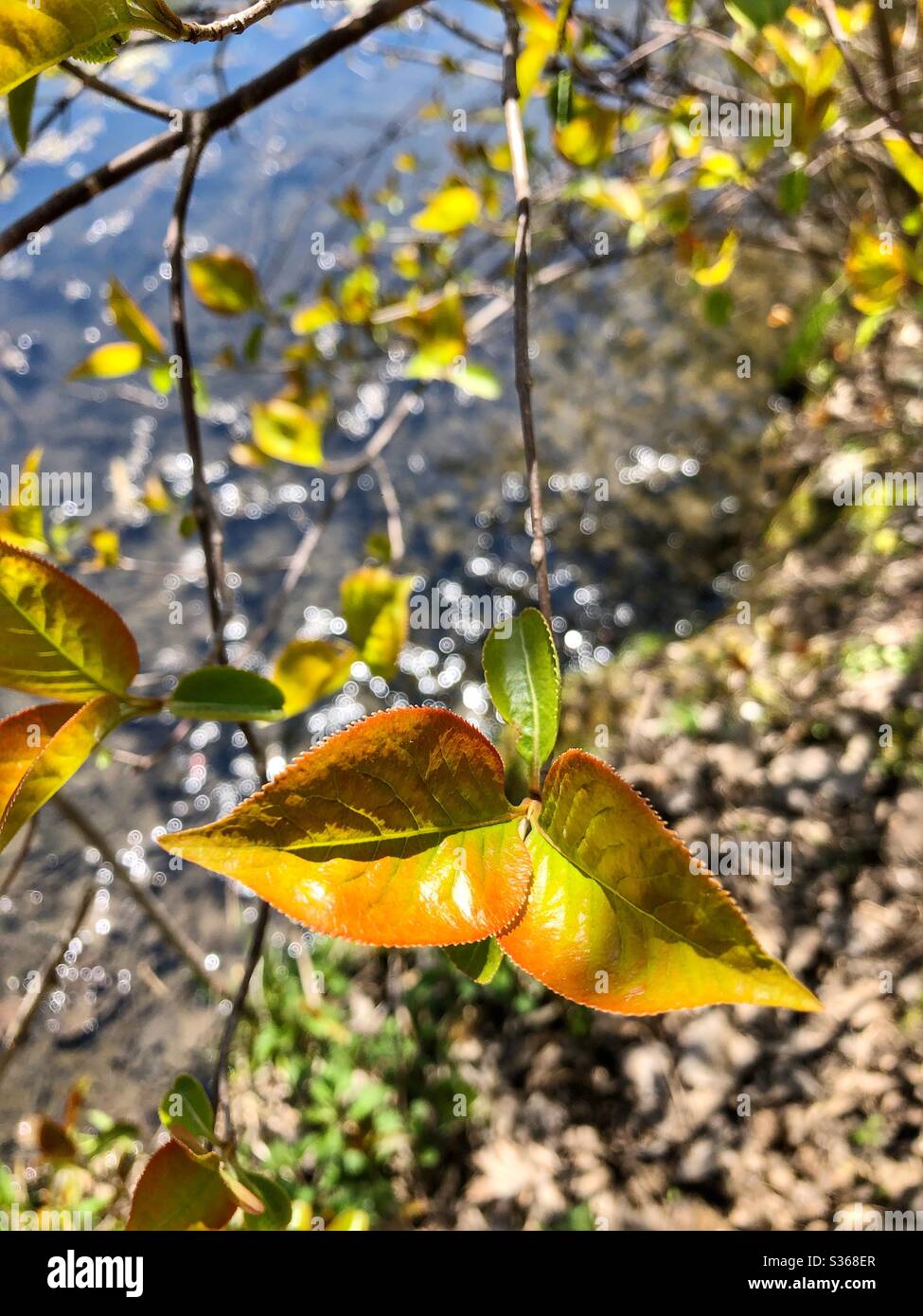 Spring brings renewal and growth Stock Photo - Alamy