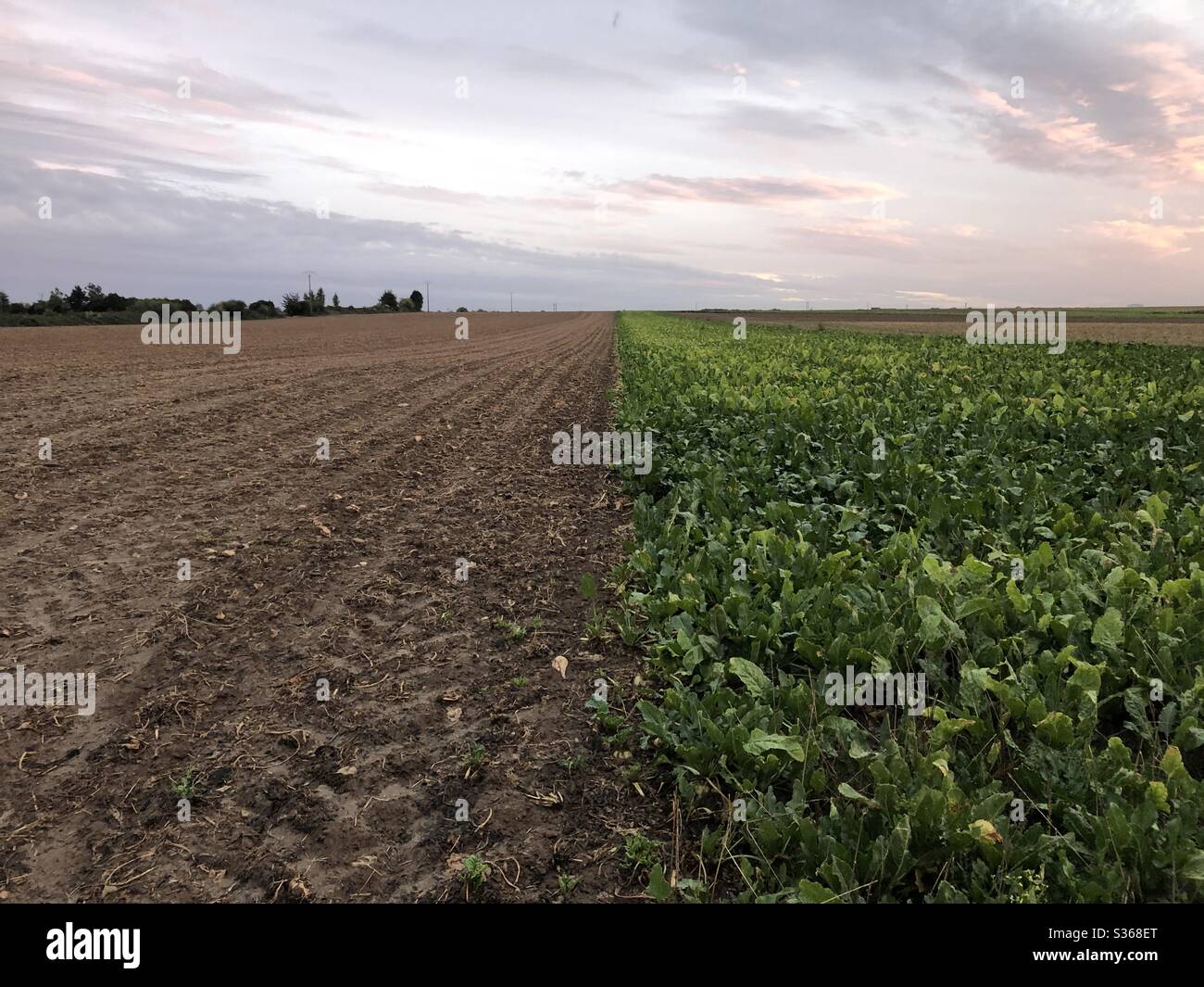 Crops landscape hi-res stock photography and images - Alamy