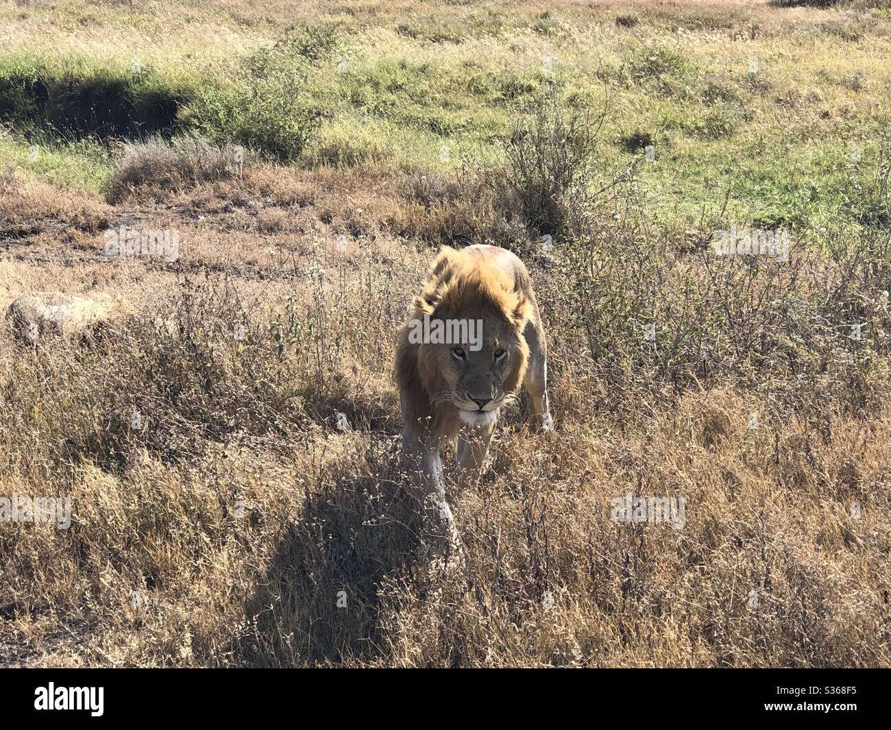 Approaching lion hi-res stock photography and images - Alamy