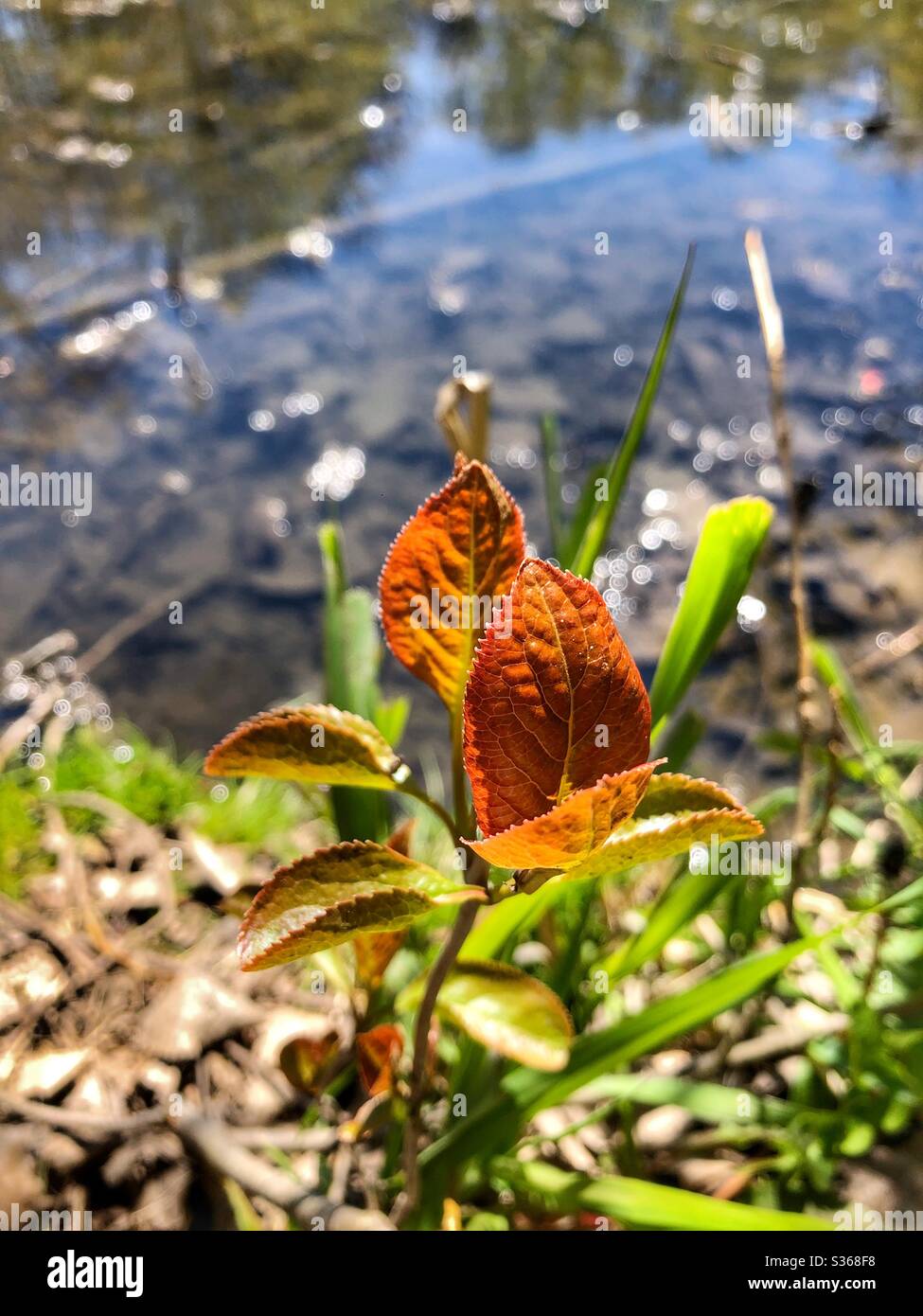 New buds emerge in spring Stock Photo - Alamy