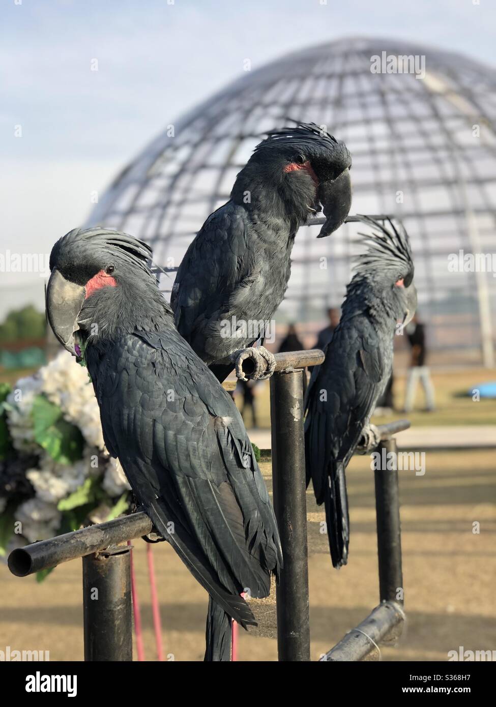 Black Parrots