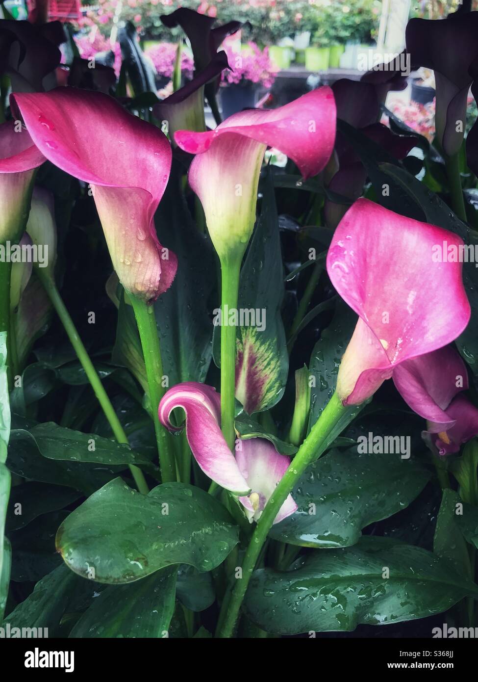 Pink calla Lily at garden center Stock Photo - Alamy