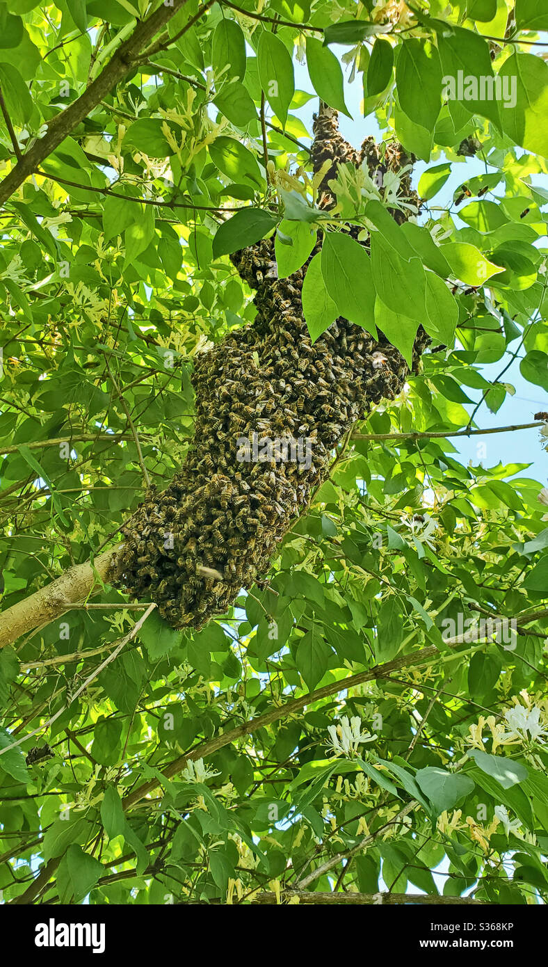 A new colony of honey bees swarming on a tree limb with honeysuckle ...
