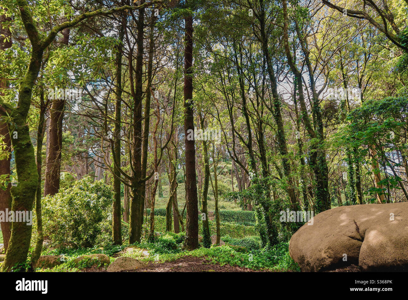 Lush woodlands hi-res stock photography and images - Alamy