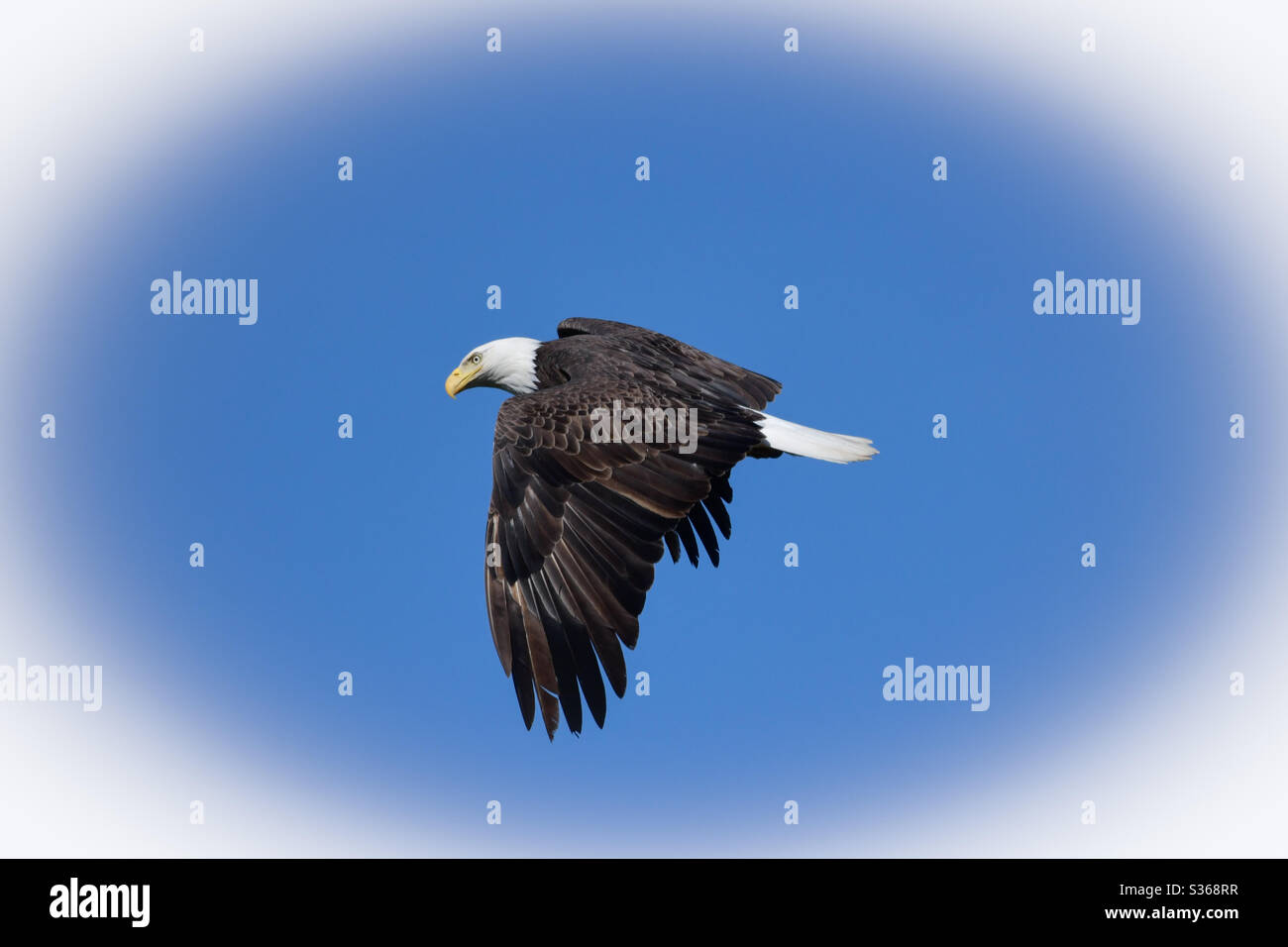 Majestic Young Eagle High Resolution Stock Photography and Images - Alamy