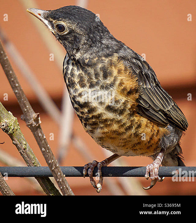 Newly fledged bird hi-res stock photography and images - Alamy