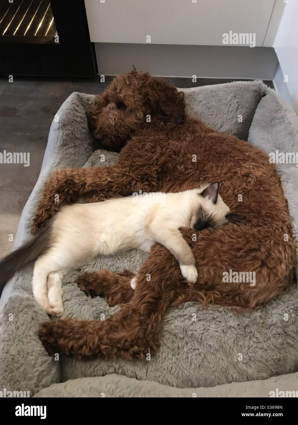 Irish doodle setter hi-res stock photography and images - Alamy