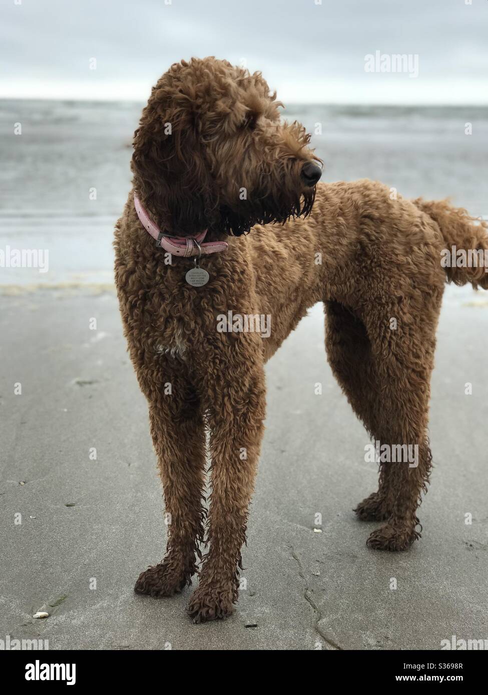 Irish setter beach hi-res stock photography and images - Alamy