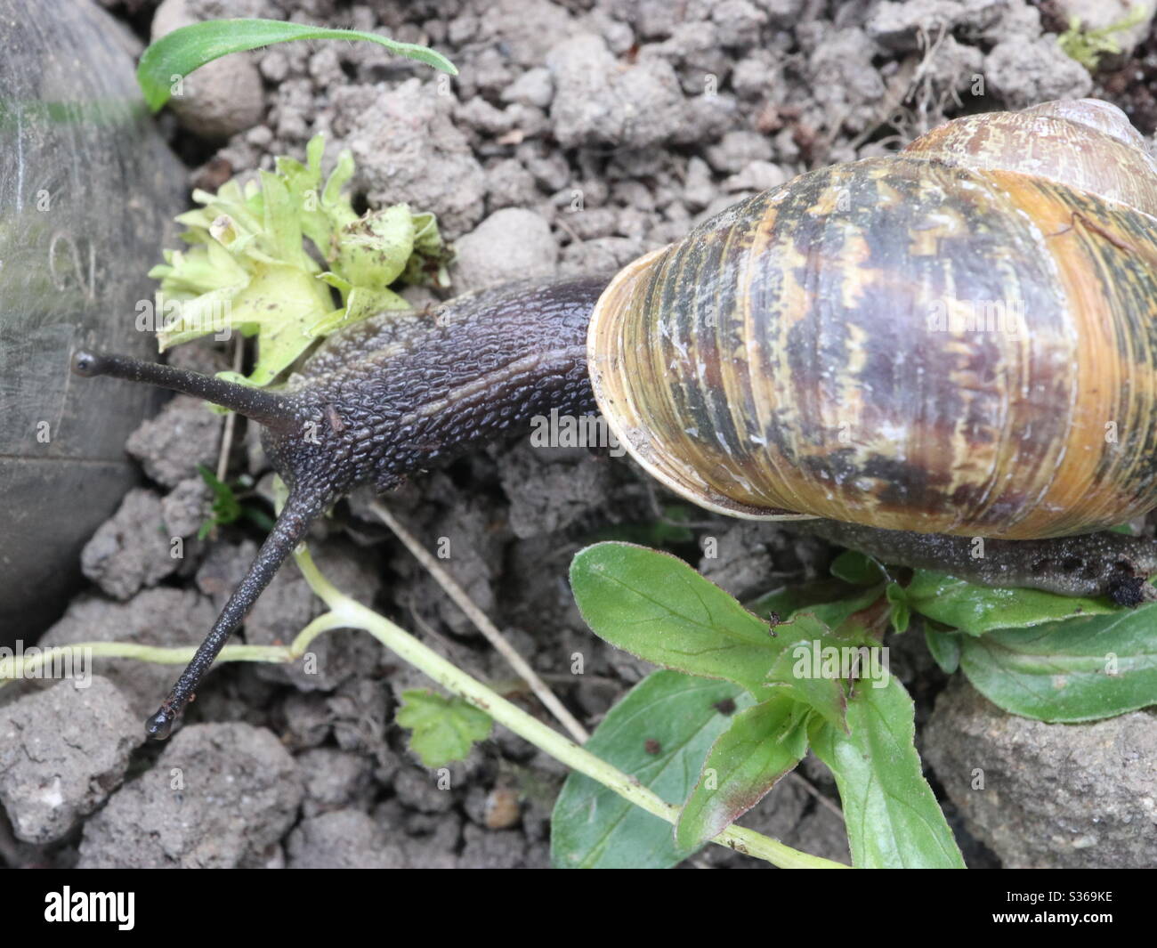 Garden snail on soil Stock Photo - Alamy