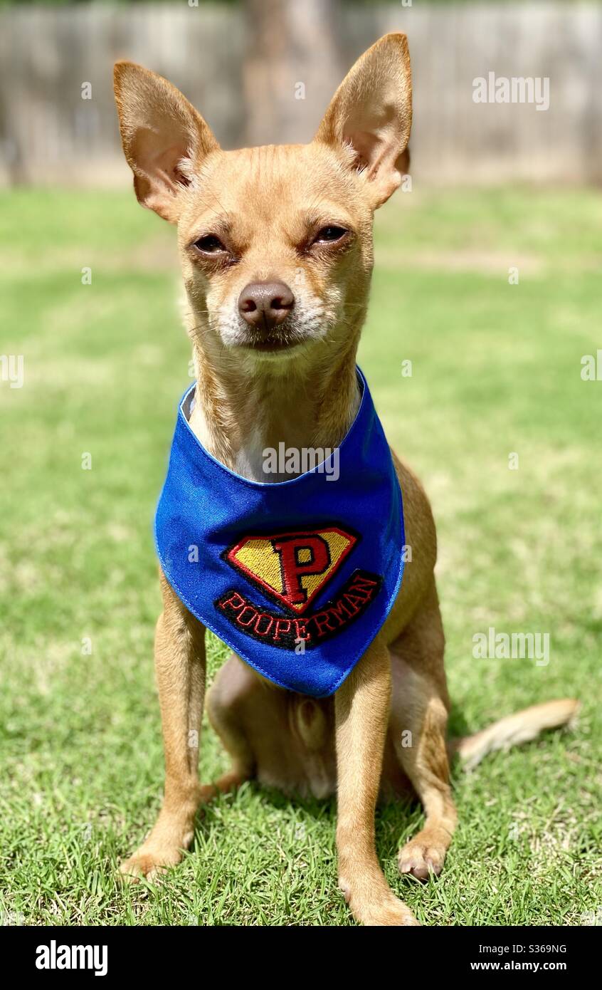 Chihuahua male hi-res stock photography and images - Alamy