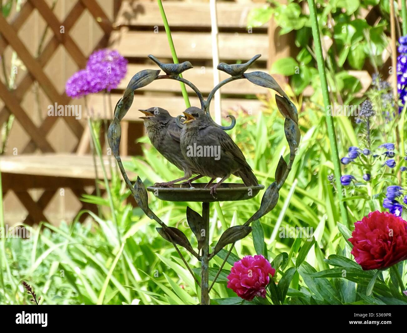 Two Starling Birds High Resolution Stock Photography and Images - Alamy