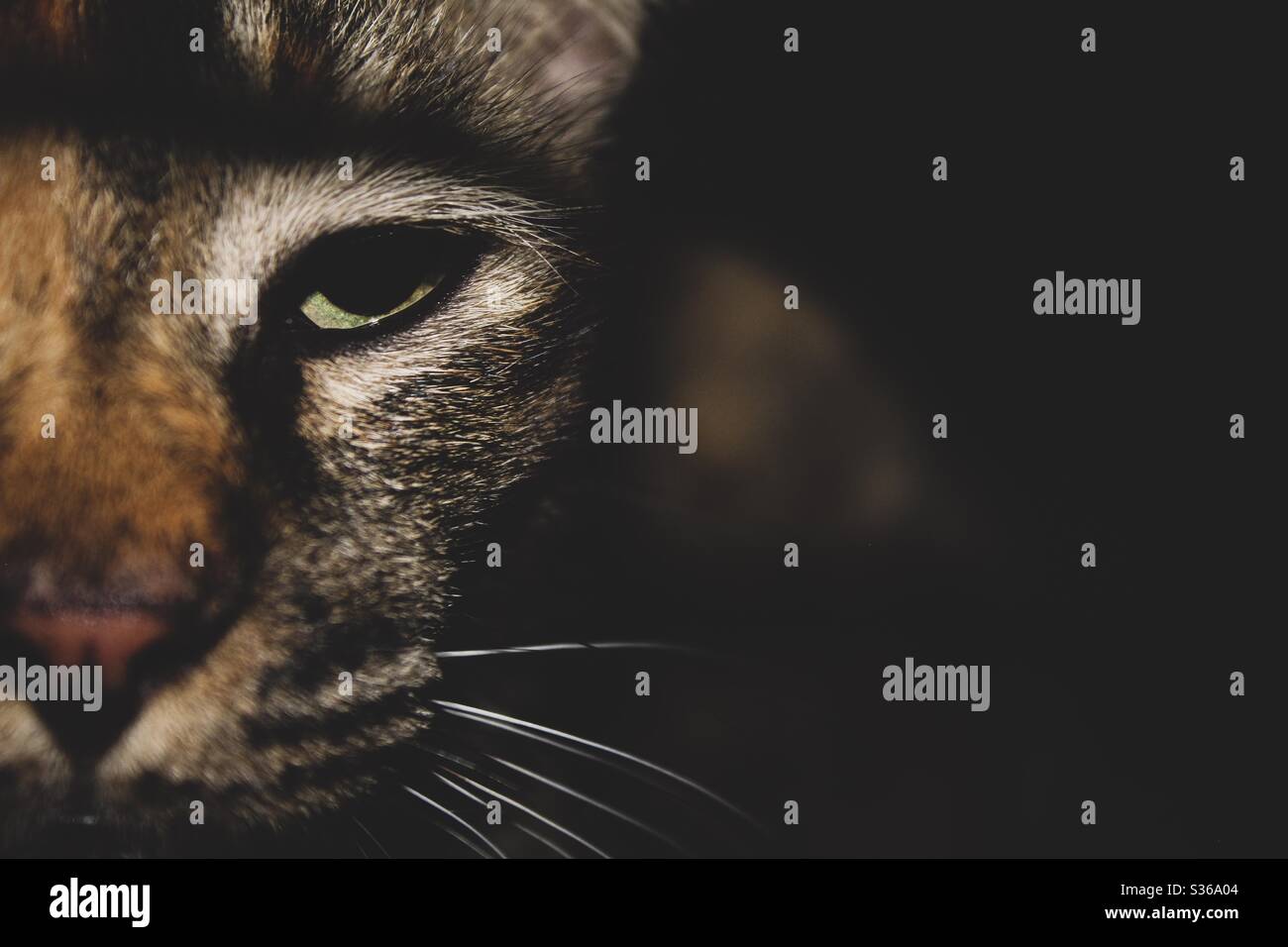 Moody cat hi-res stock photography and images - Alamy