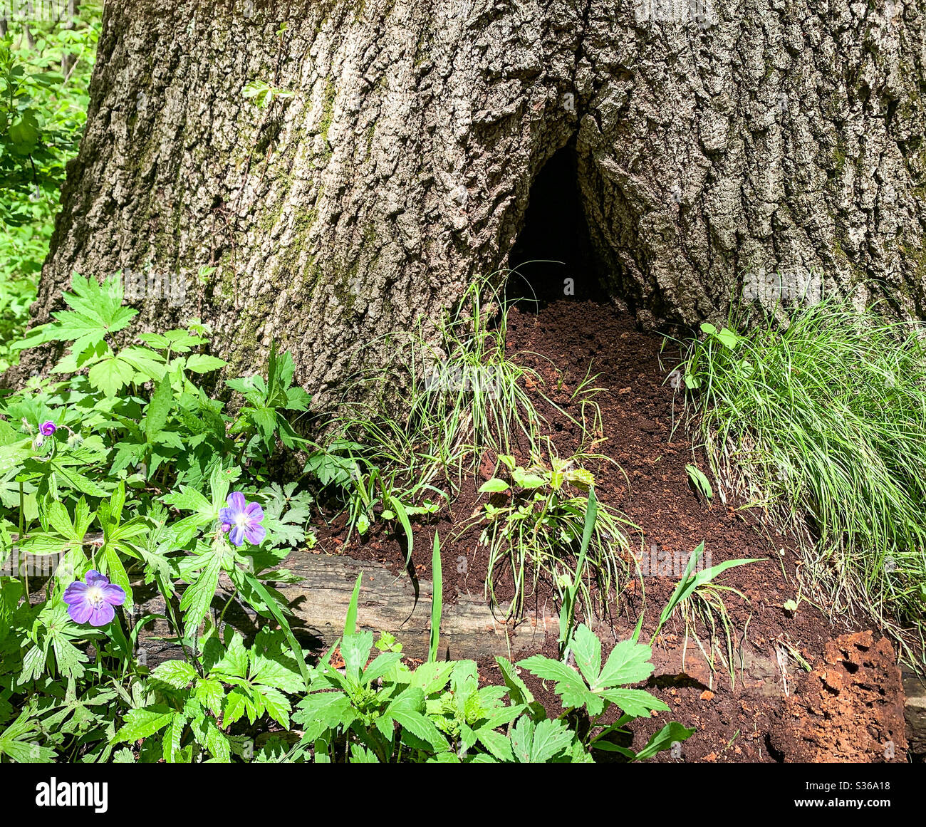 Hole under tree hi-res stock photography and images - Alamy