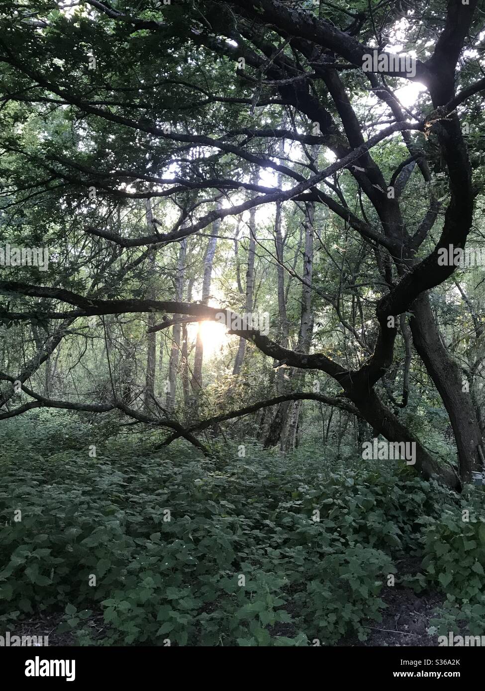 Sun dappled forest Stock Photo - Alamy
