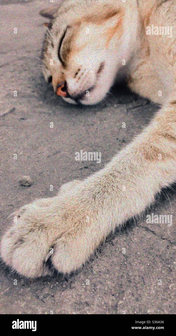 Sleepy head hi-res stock photography and images - Alamy